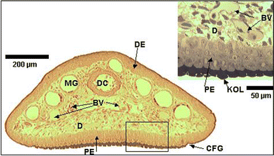 Elastic modulus of tree frog adhesive toe pads | SpringerLink