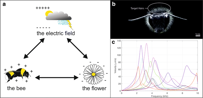 The bee, the flower, and the electric field: electric ecology and ...