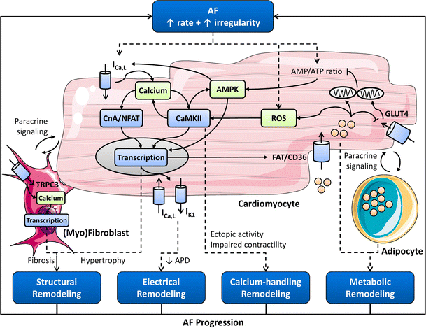 Irregular rhythm and atrial metabolism are key for the evolution of ...
