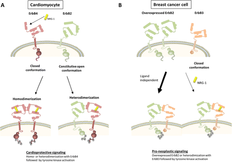 ErbB2 signaling at the crossing between heart failure and cancer ...