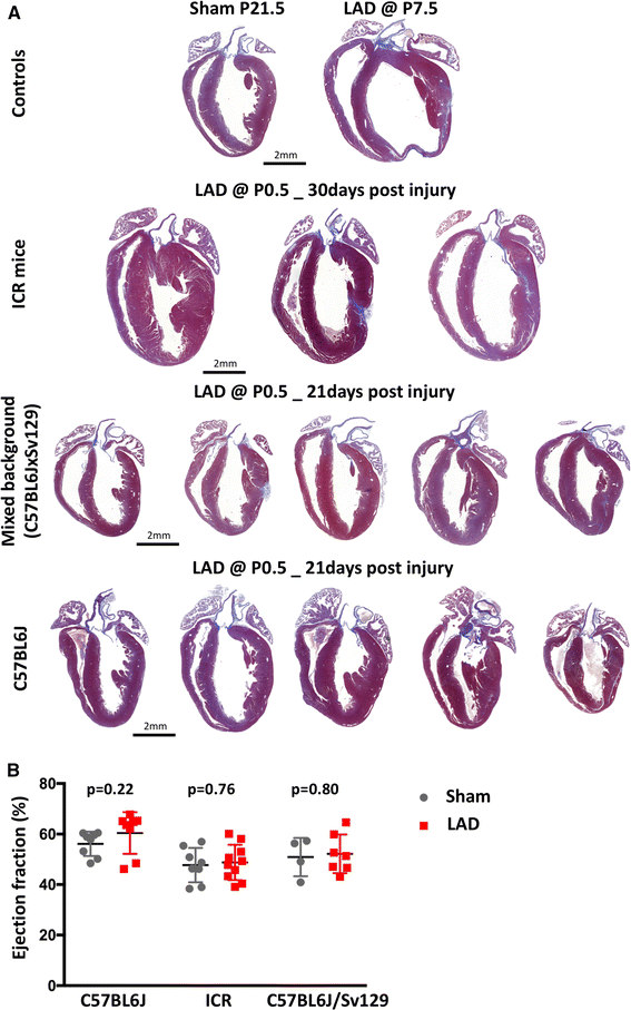 A reproducible protocol for neonatal ischemic injury and cardiac ...