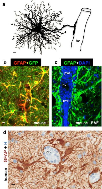 Astrocytes: biology and pathology | SpringerLink