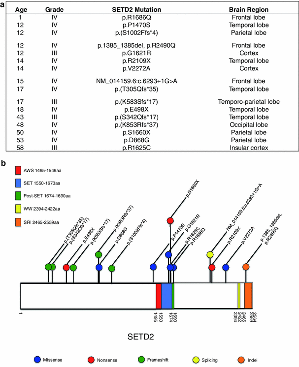 Mutations in SETD2 and genes affecting histone H3K36 methylation target ...