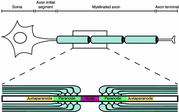 The node of Ranvier in CNS pathology | SpringerLink