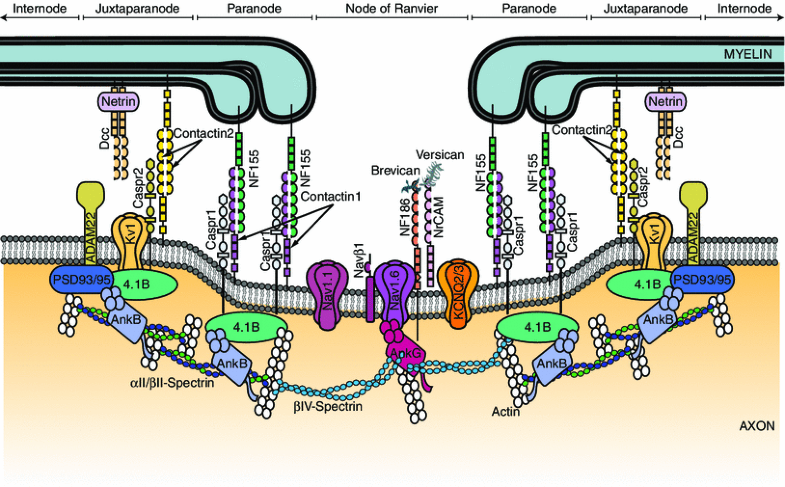 The node of Ranvier in CNS pathology | SpringerLink