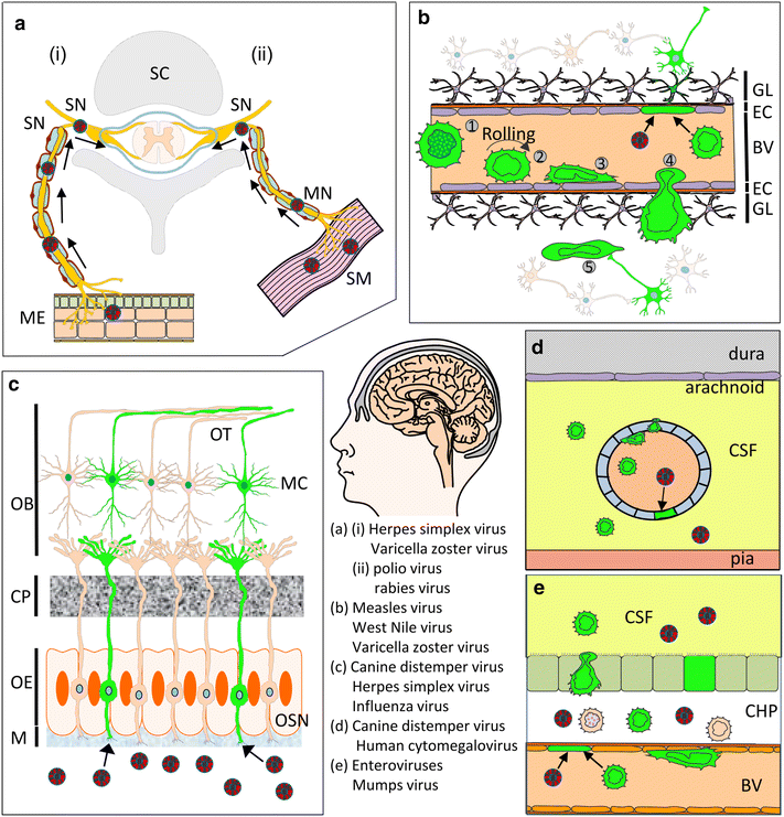 Neurotropic virus infections as the cause of immediate and delayed ...