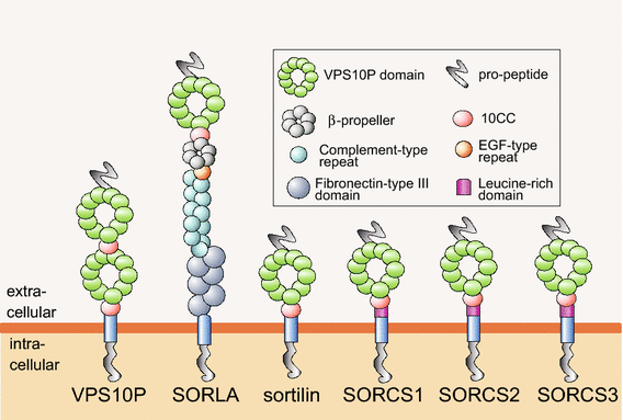 Risk factor SORL1: from genetic association to functional validation in ...