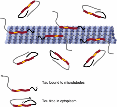 Roles of tau protein in health and disease | SpringerLink