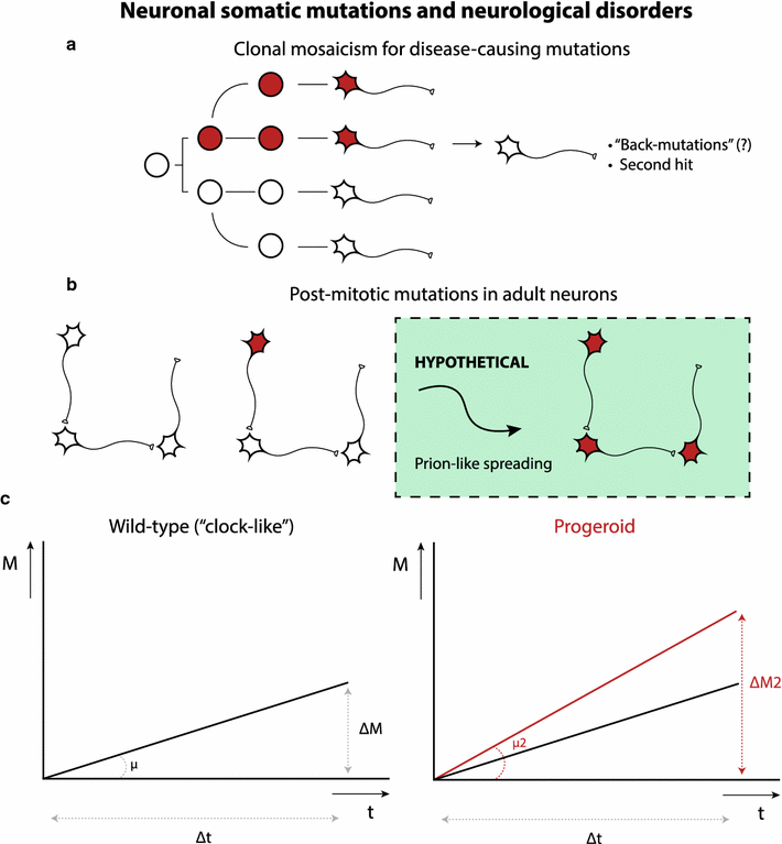 Somatic mutations in neurons during aging and neurodegeneration ...