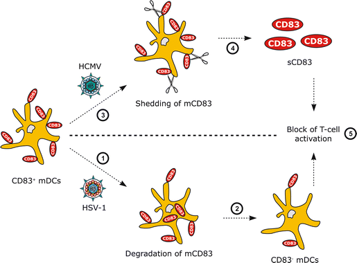 CD83: an update on functions and prospects of the maturation marker of ...