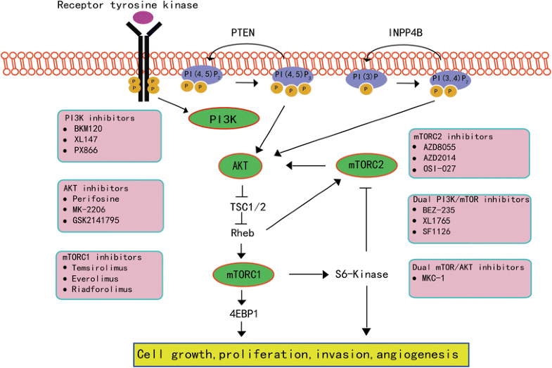 PI3K/AKT/mTOR signaling pathway as a therapeutic target for ovarian ...