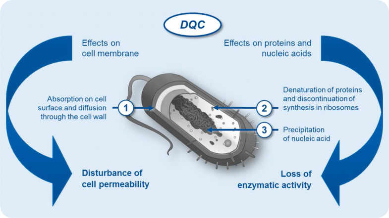 An update on the role of Atopobium vaginae in bacterial vaginosis: what ...