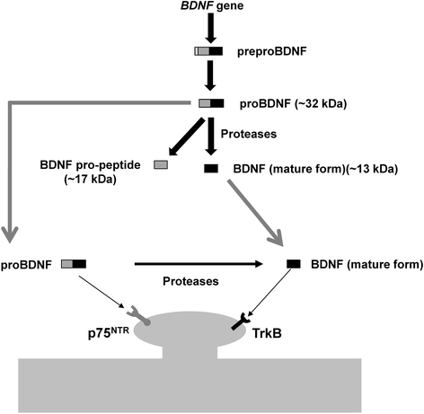 Regulation of brain-derived neurotrophic factor (BDNF) and its ...