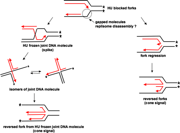 Replication forks reverse at high frequency upon replication stress in ...