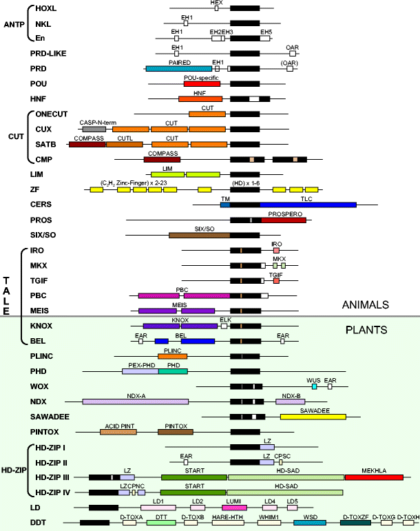 Homeodomain proteins: an update | SpringerLink