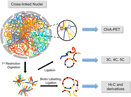 Chromosome conformation capture technologies and their impact in ...