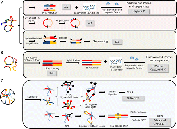 Chromosome Conformation Capture Technologies And Their Impact In