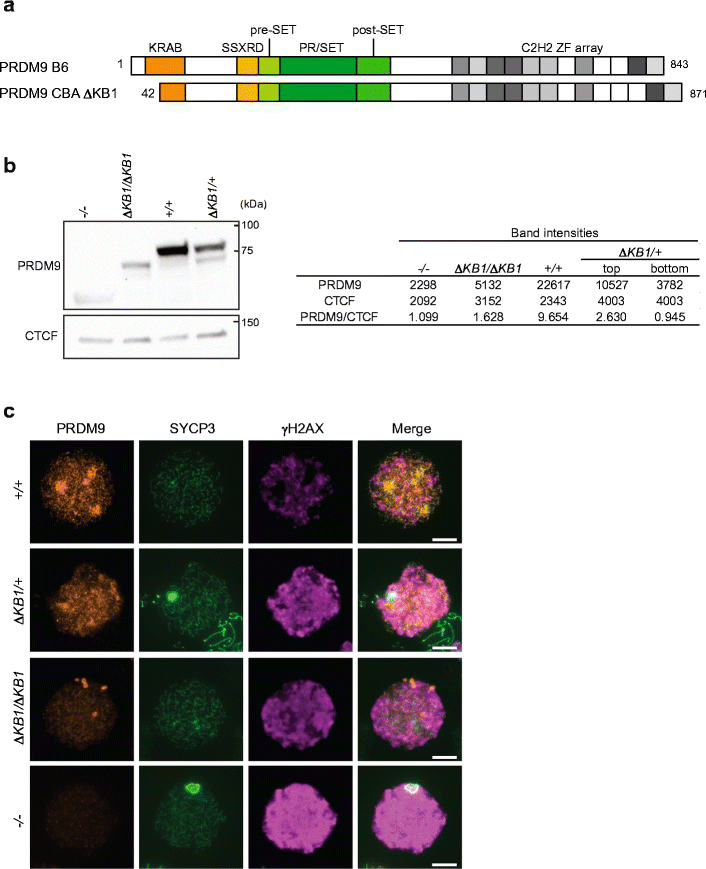 The PRDM9 KRAB domain is required for meiosis and involved in protein ...