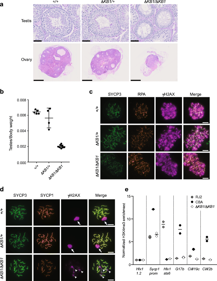 The PRDM9 KRAB domain is required for meiosis and involved in protein ...