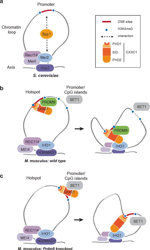 The PRDM9 KRAB domain is required for meiosis and involved in protein ...