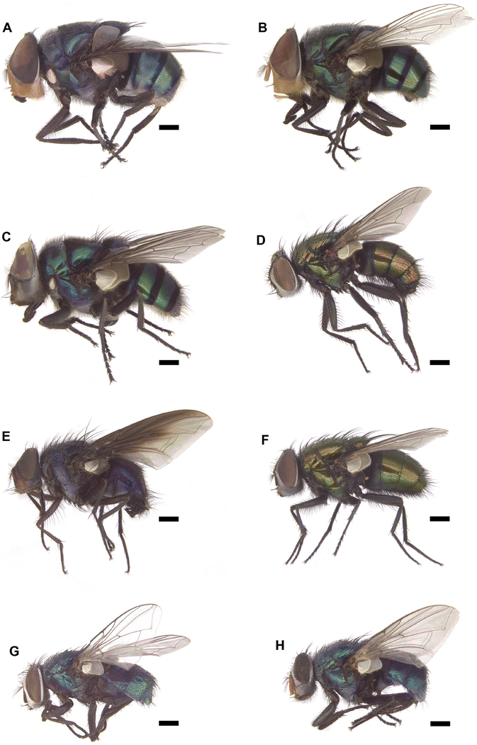 Species identification of adult African blowflies (Diptera ...