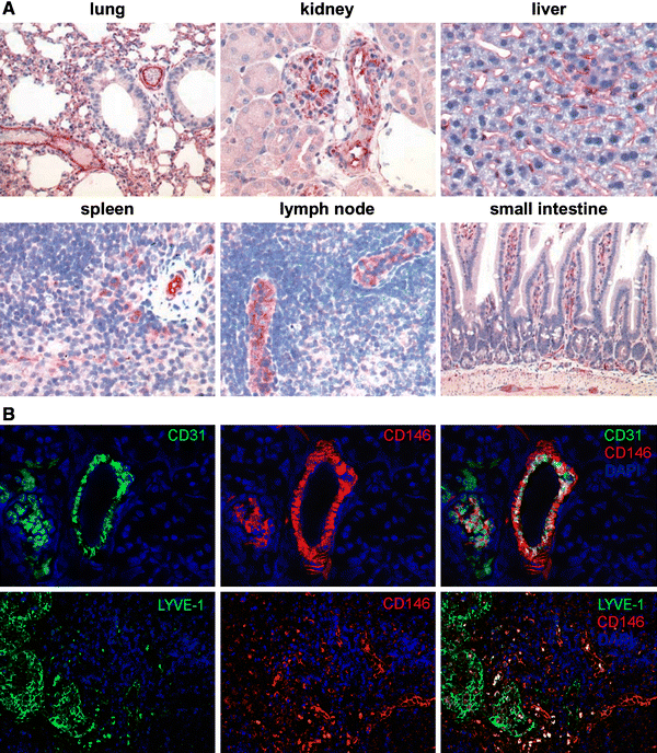 Murine CD146 is widely expressed on endothelial cells and is recognized ...