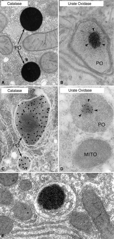 The peroxisome: still a mysterious organelle | SpringerLink