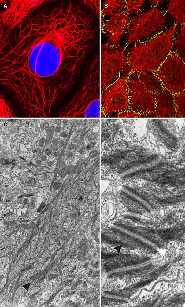 The human keratins: biology and pathology | SpringerLink
