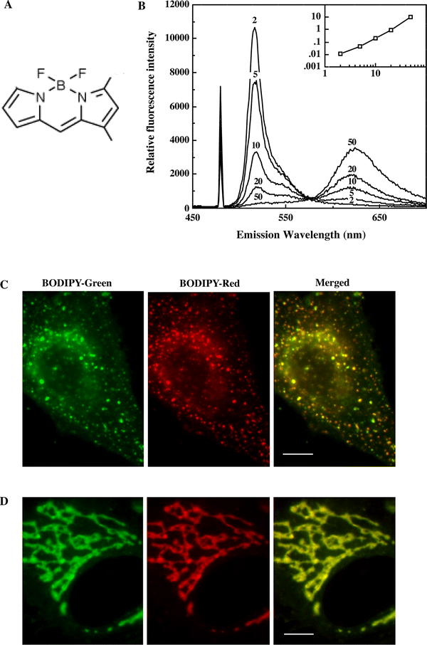 Use of Bodipy-labeled sphingolipid and cholesterol analogs to examine ...