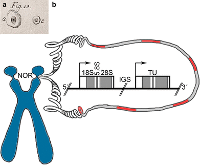 Nucleolus and chromatin | SpringerLink