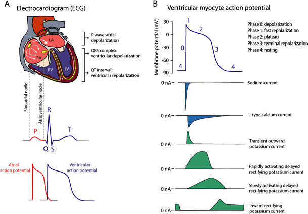Cardiac sodium channelopathies | SpringerLink