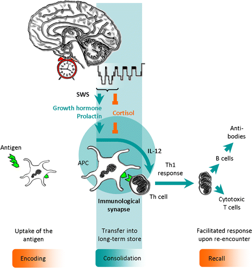 Sleep and immune function | SpringerLink
