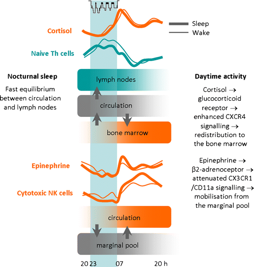 Sleep and immune function | SpringerLink