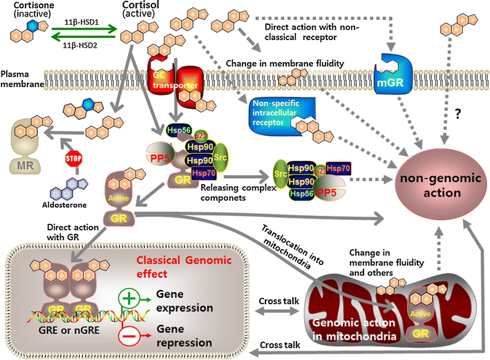 Non-genomic effect of glucocorticoids on cardiovascular system | SpringerLink