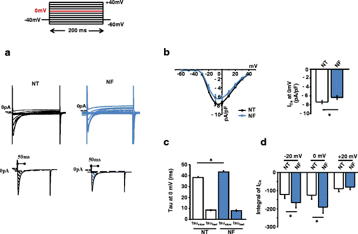 Cardiac inotropy, lusitropy, and Ca2+ handling with major metabolic ...