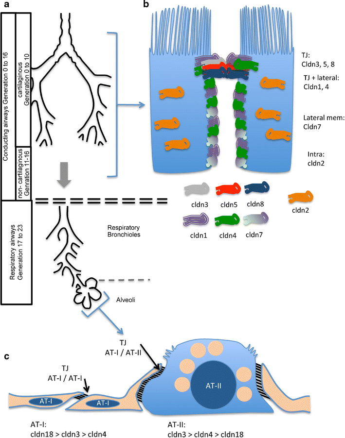 Tight junctions in pulmonary epithelia during lung inflammation ...