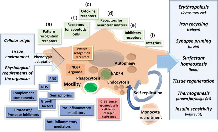 Physiological roles of macrophages | SpringerLink