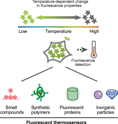 Intracellular thermometry with fluorescent sensors for thermal biology ...