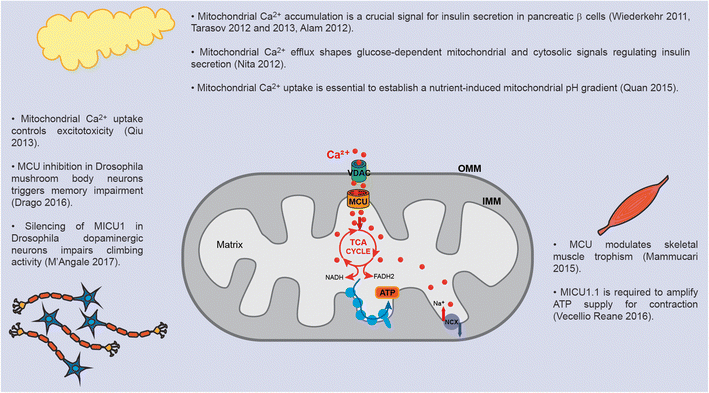 Mitochondrial calcium uptake in organ physiology: from molecular ...