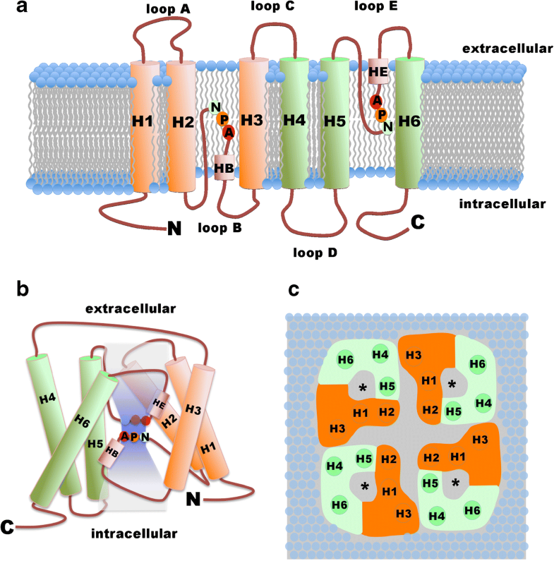 Aquaporins in the lung | SpringerLink