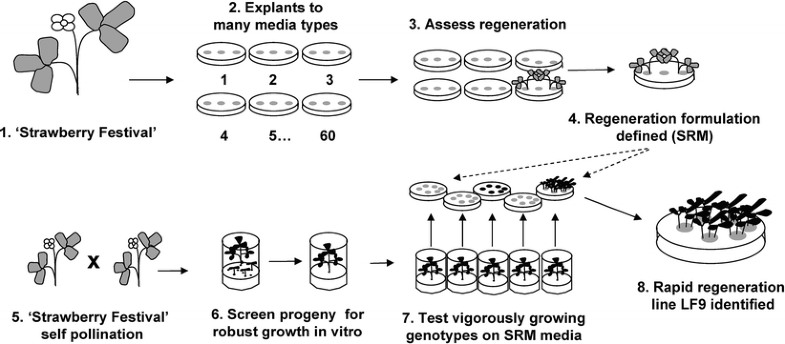 Characterization of LF9, an octoploid strawberry genotype selected for ...