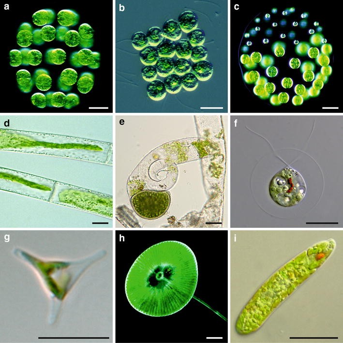 Algal photoreceptors: in vivo functions and potential applications ...