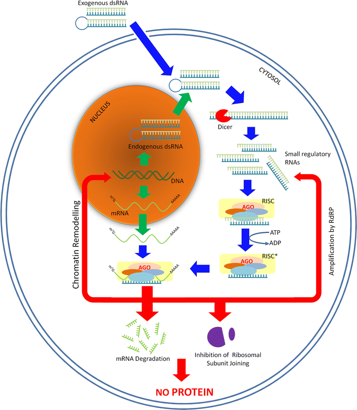 RNA interference: concept to reality in crop improvement | SpringerLink
