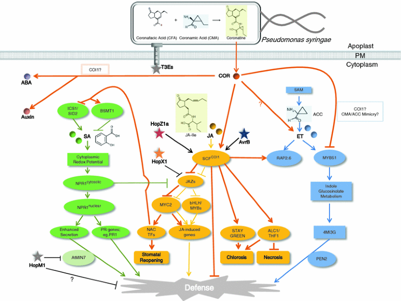 The phytotoxin coronatine is a multifunctional component of the ...