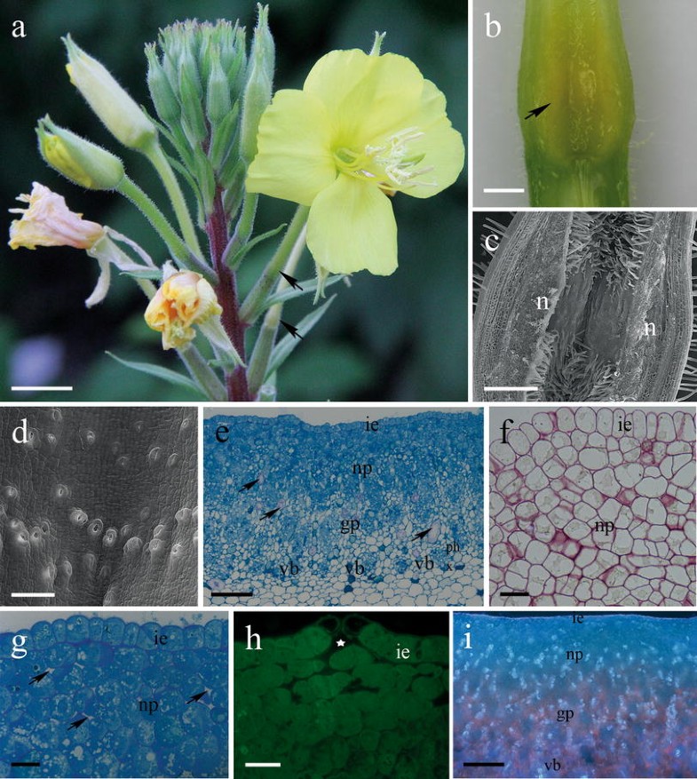 Floral nectary, nectar production dynamics and chemical composition in ...