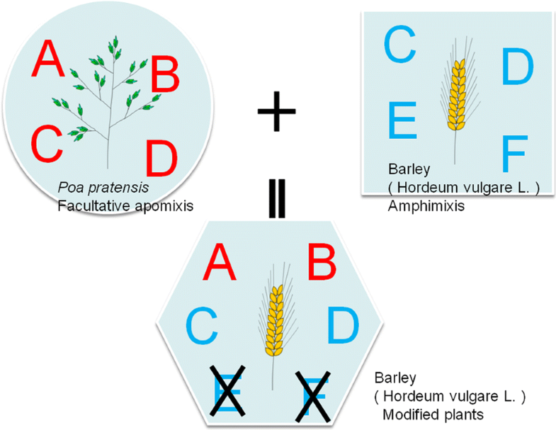 The steps from sexual reproduction to apomixis | SpringerLink