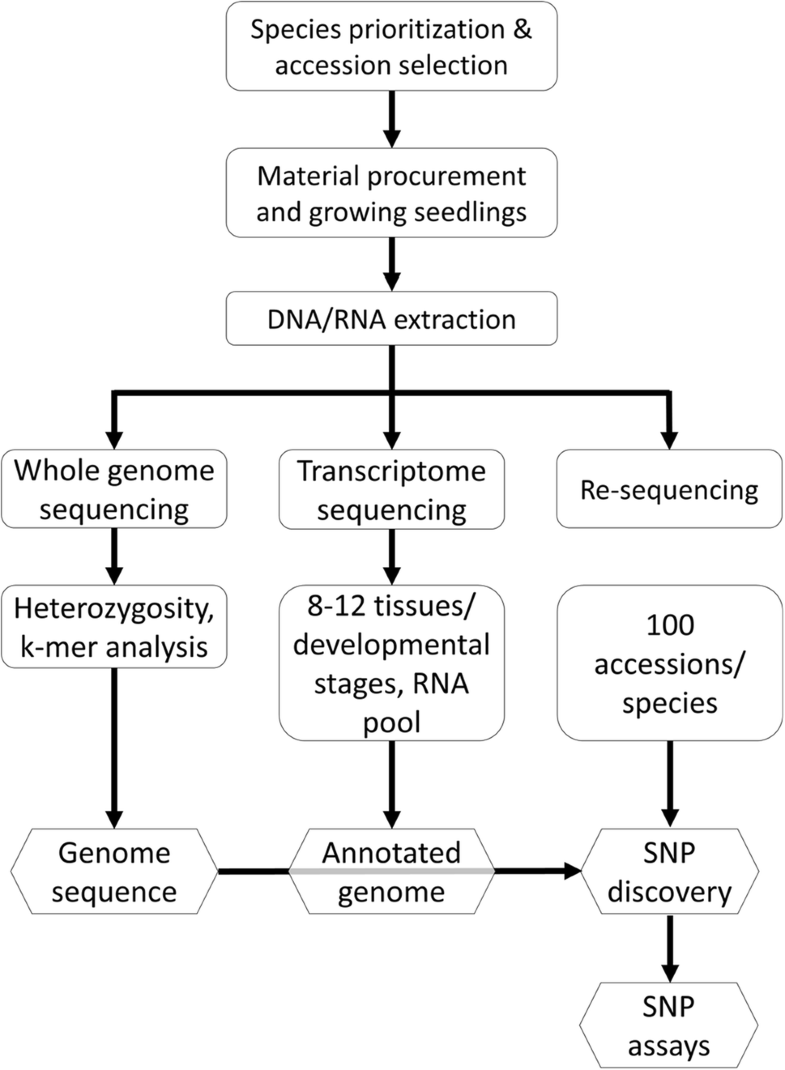 African Orphan Crops Consortium (AOCC): status of developing genomic ...
