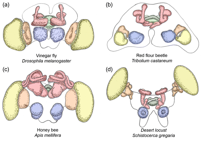 The insect central complex as model for heterochronic brain development ...