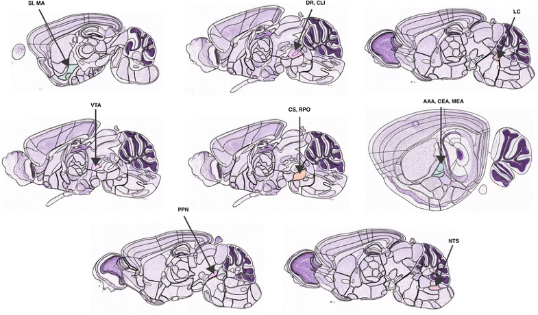 Interactions between the neuromodulatory systems and the amygdala ...