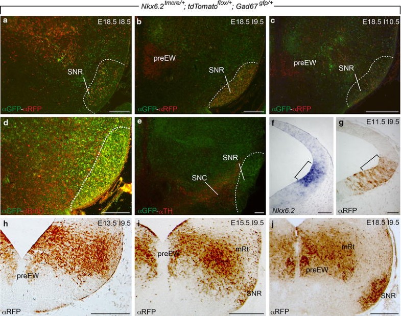Mesencephalic origin of the rostral Substantia nigra pars reticulata ...